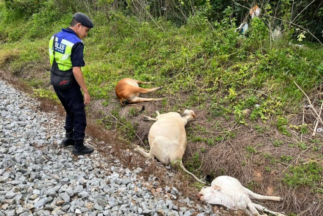 Keretapi Express Rakyat Timuran langgar 14 ekor lembu di Bera | Motoqar