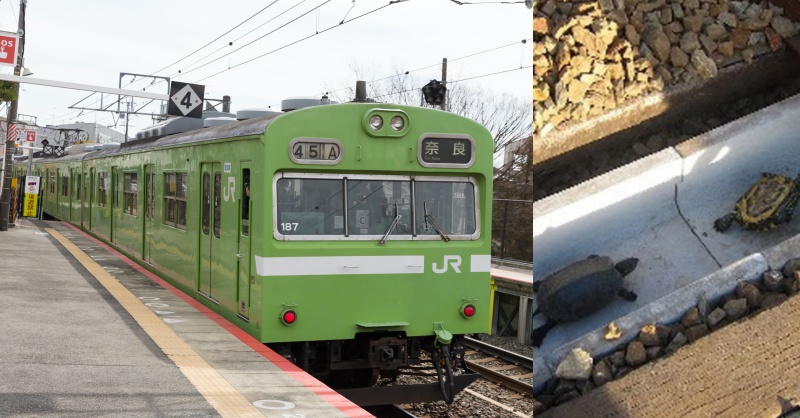 #TahukahAnda : Pekerja kereta api Jepun bina terowong khas buat kura ...